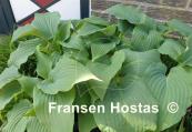 Fransen Hostas, gardening hosta plants perennial nursery